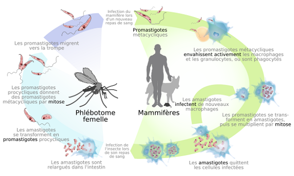 Leishmaniose Cutanée; bouton d'orient; leishmaniose cutanee de l'ancien ...