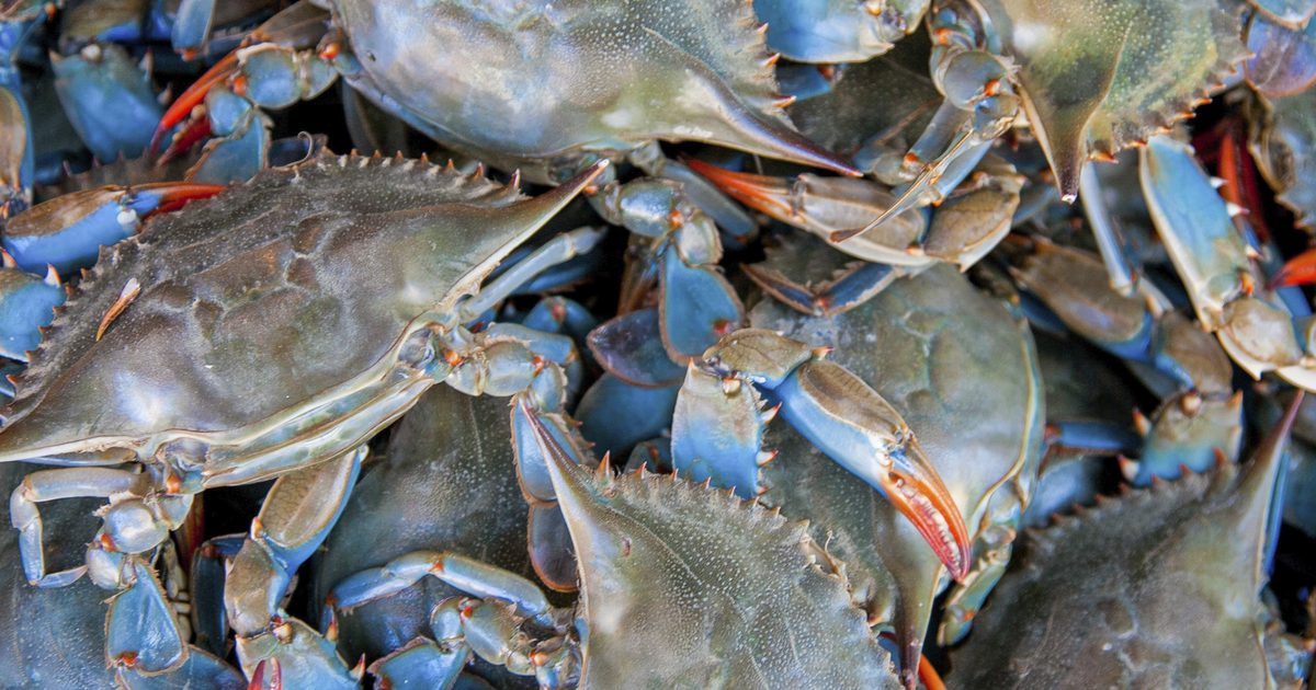 Tunisie : Les exportations de crabe explosent